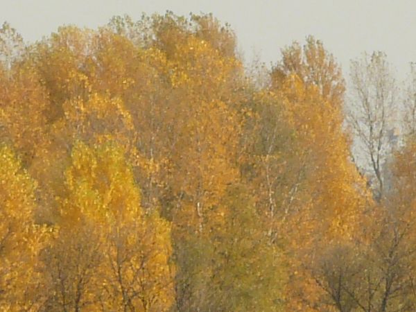 forest side view texture 0005 - Texturelib